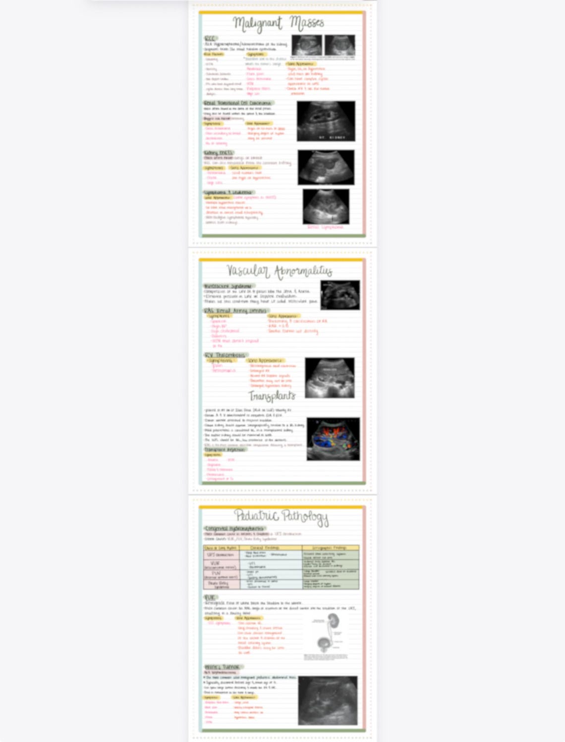 The Urinary System Study Guide - Etsy