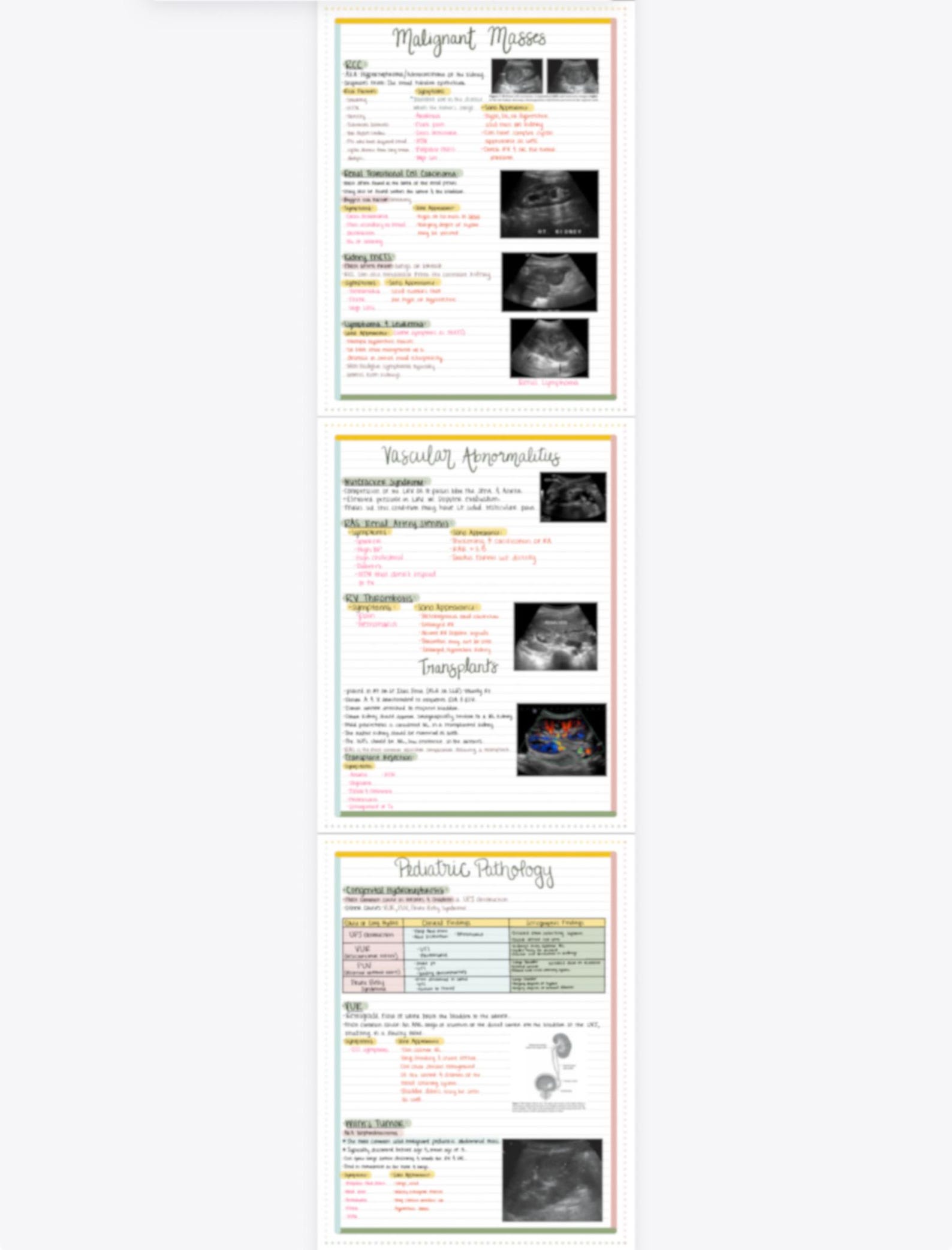 The Urinary System Study Guide - Etsy