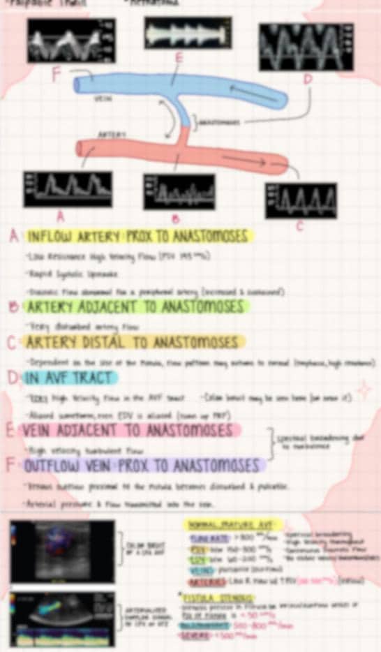 Vascular Ultrasound Review Complete Study Bundle for RVT Exam - Etsy