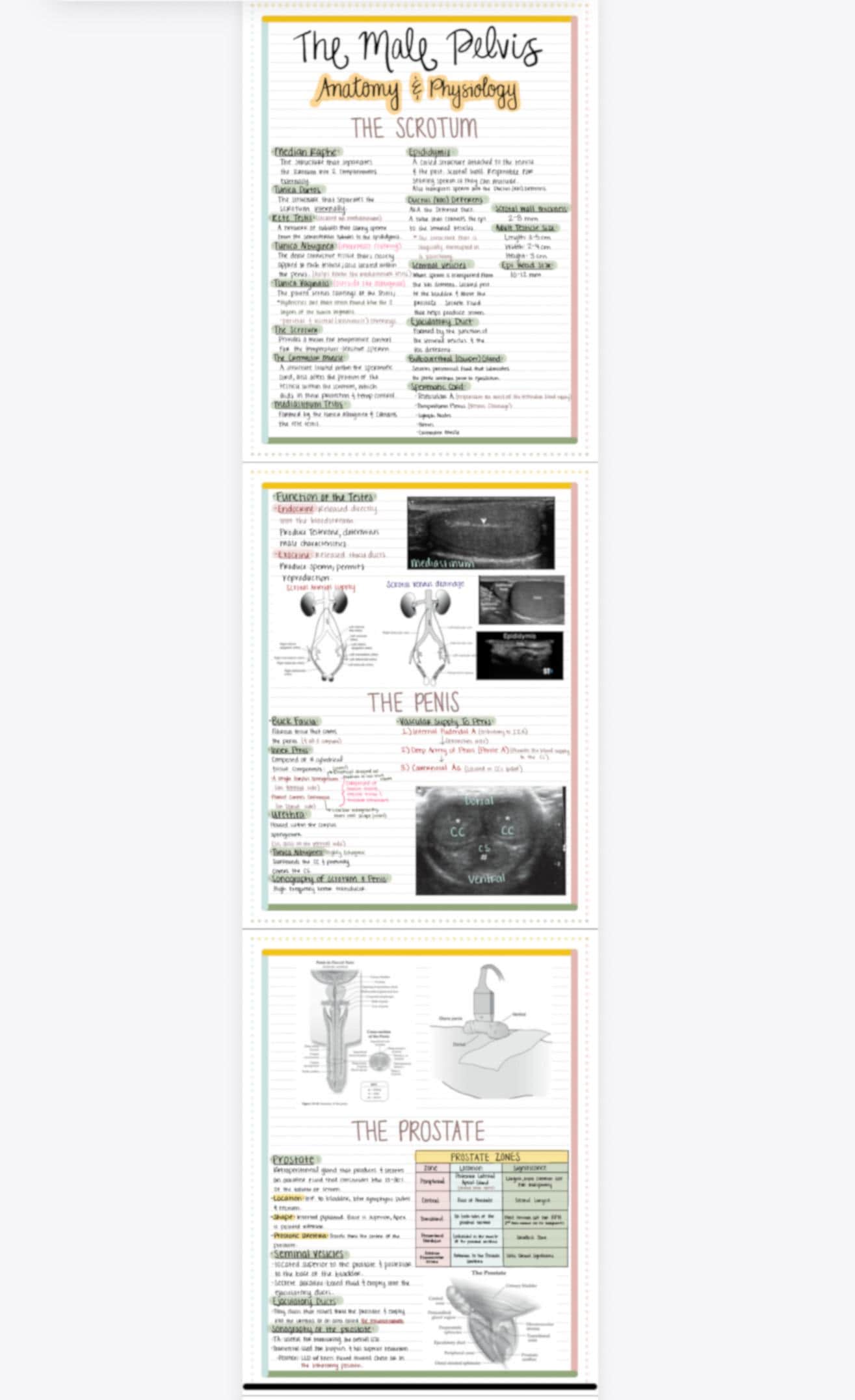 ARDMS Abdomen Board Complete Study Bundle - Etsy