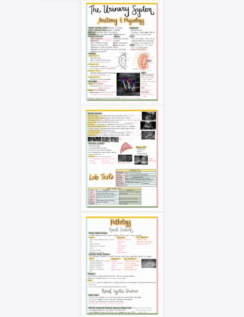 The Urinary System Study Guide - Etsy