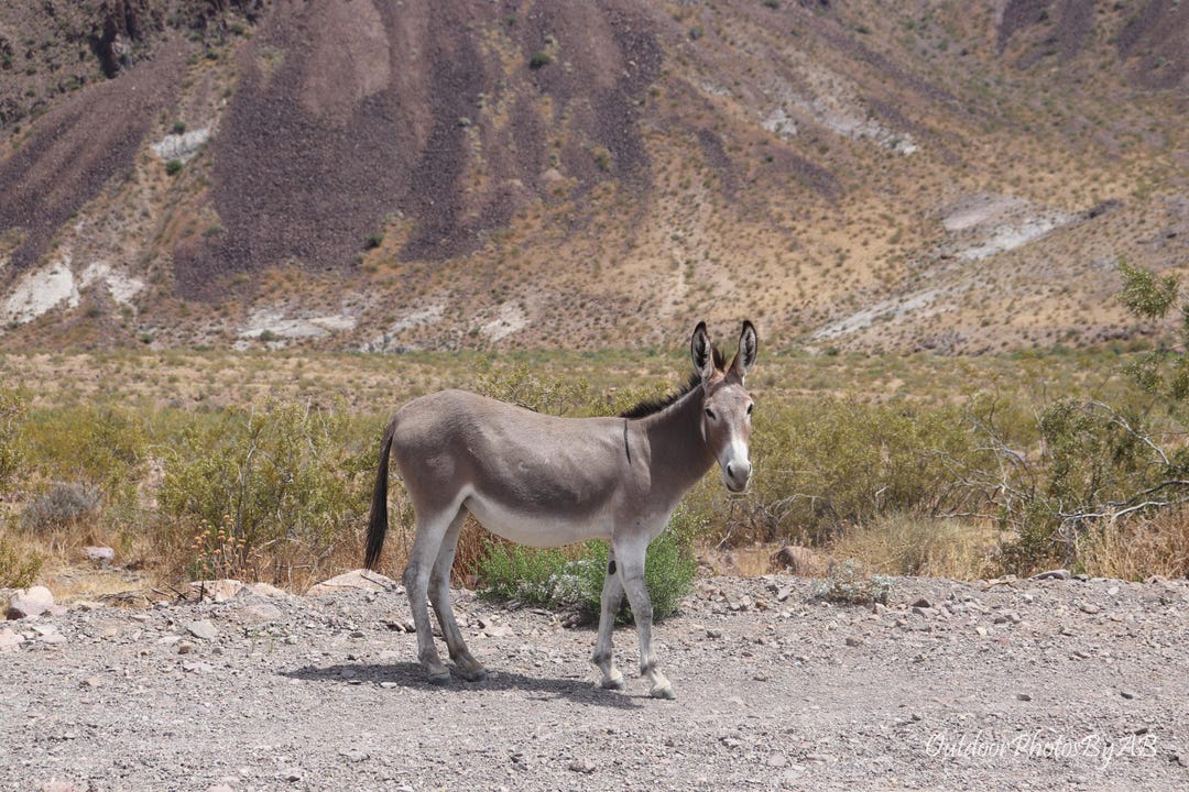 Wild Donkeys, Burros, Black Mountains of Oatman, Arizona, Instant ...