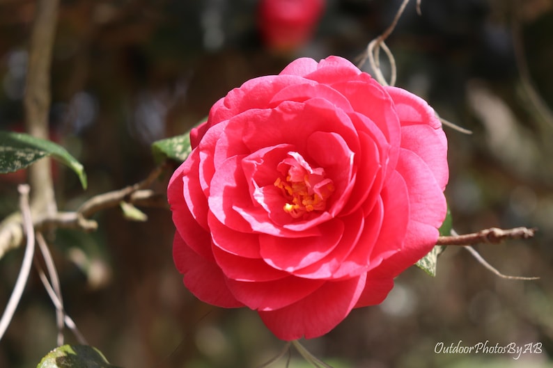 Red Camellia, Maclay Gardens State Park, Tallahassee, Florida, Flowers ...