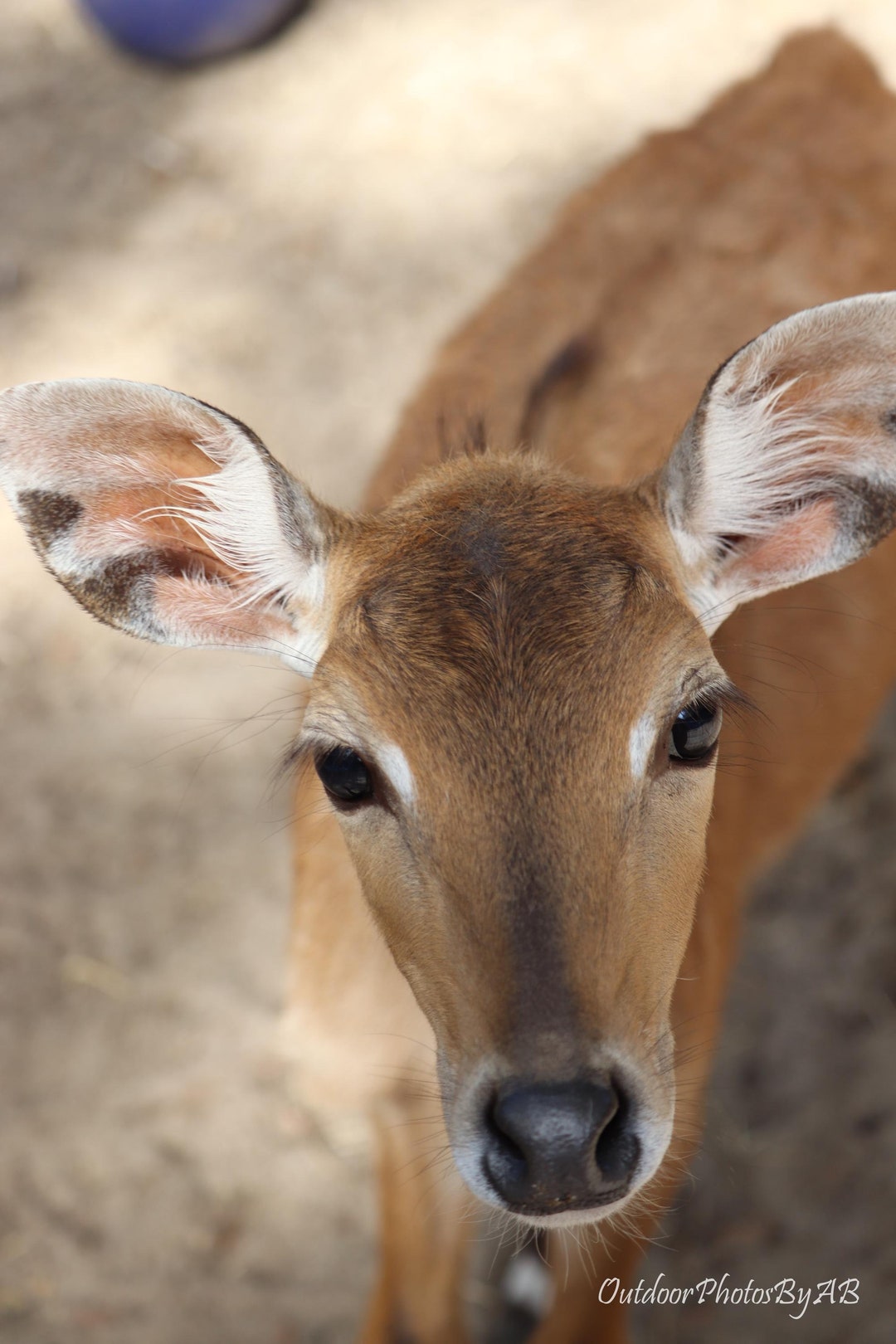 Fawn Deer, Baby Deer, Wildlife, Nature, Instant Download, Digital ...