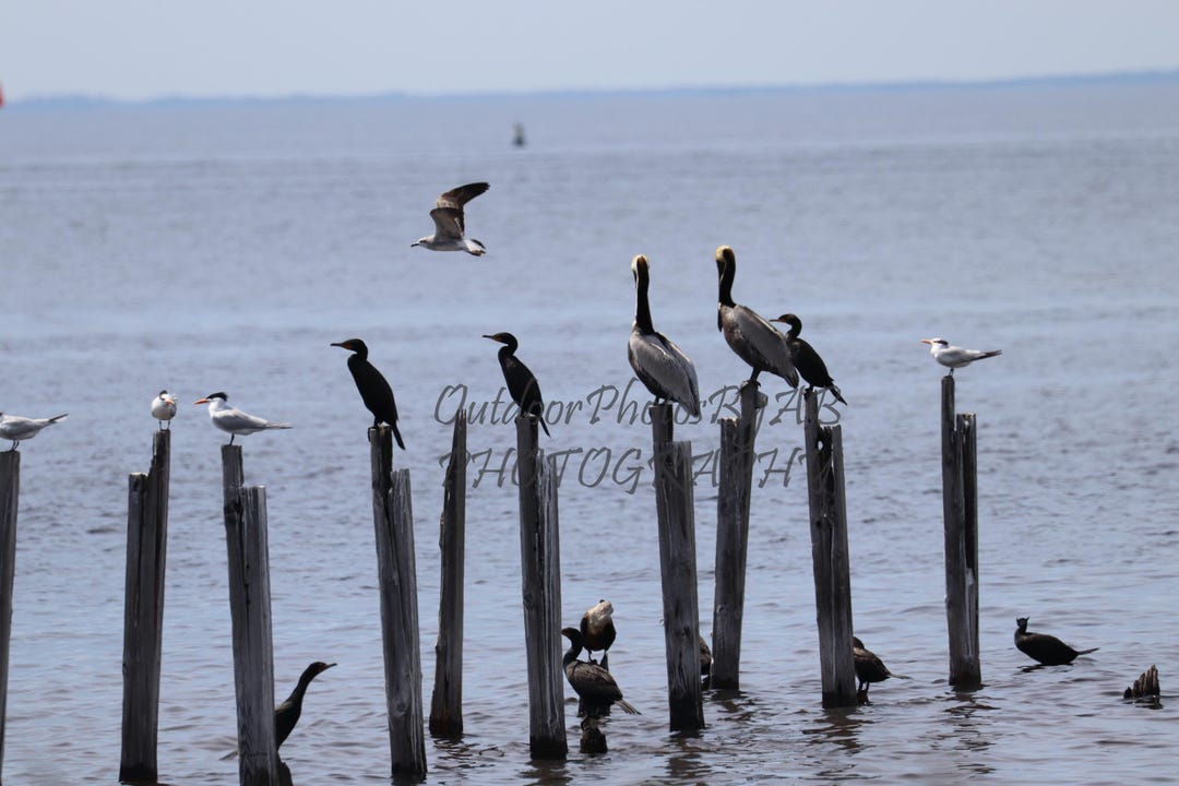 Waterfowl, Birds, Apalachee Bay at St. Marks National Wildlife Refuge ...