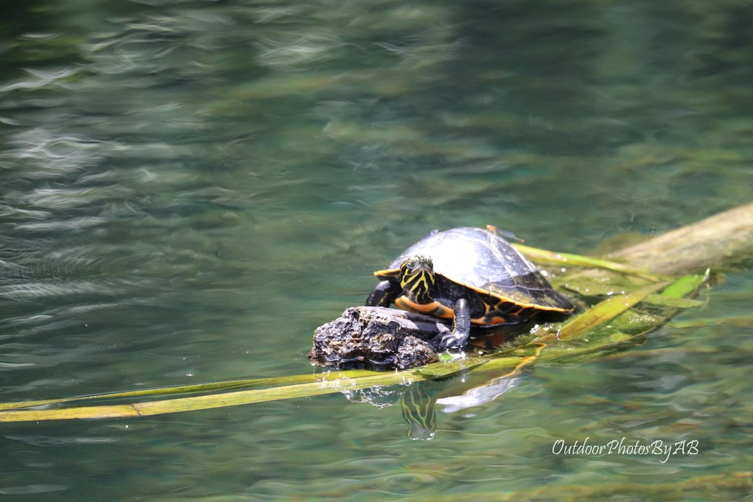 Suwannee Cooter Turtle, Wakulla River, Wakulla Springs State Park, Florida, Instant Download ...