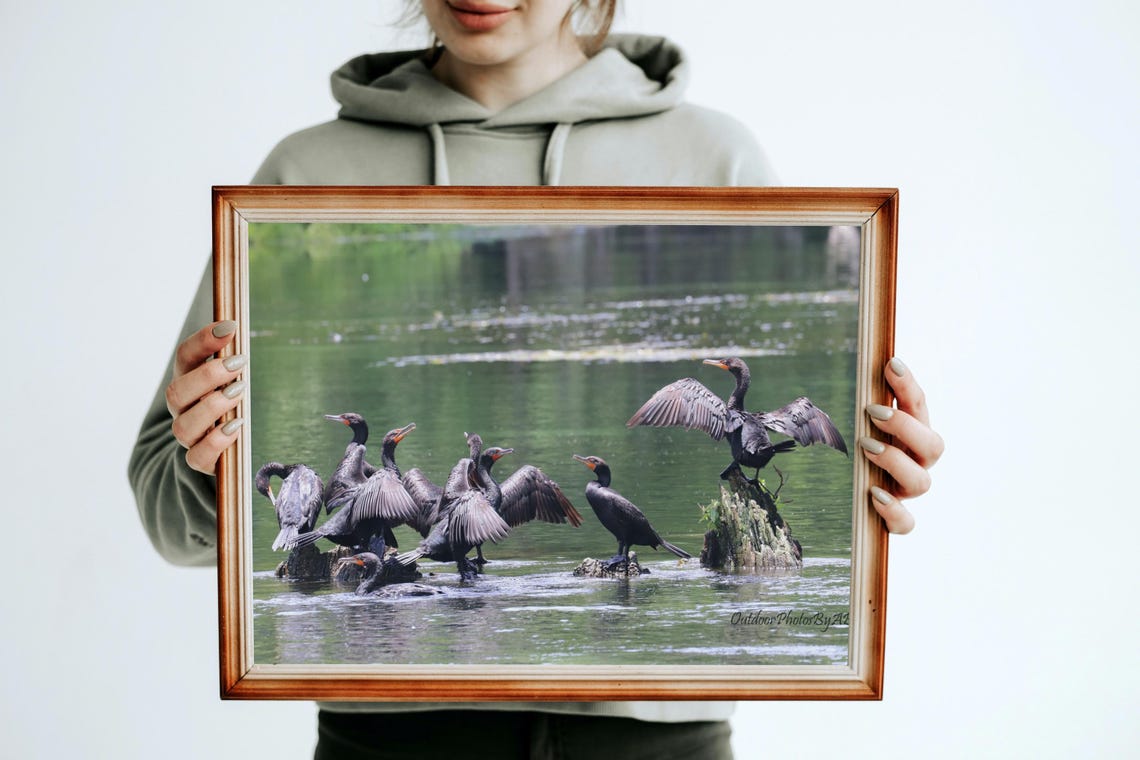 Double Chested Cormorant Birds, Wakulla River, Wakulla Springs Florida ...