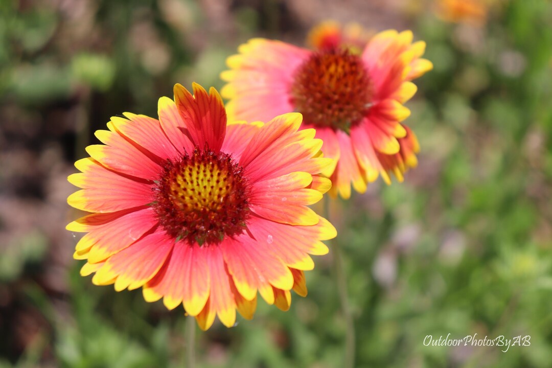 Daisy Flowers, Maclay Gardens State Park Tallahassee Florida, Plants ...