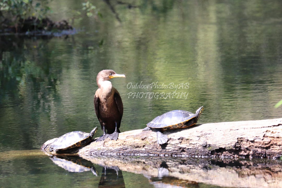 Suwannee Cooter Turtles, Double Crested Cormorant, Wakulla River ...