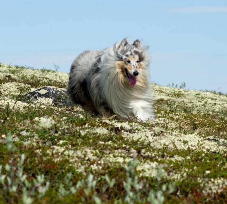 Handwork Dog Wool Yarn ( 30 Collie Fur/ 70 Sheep Wool) 1 Skein, Two Ply ...