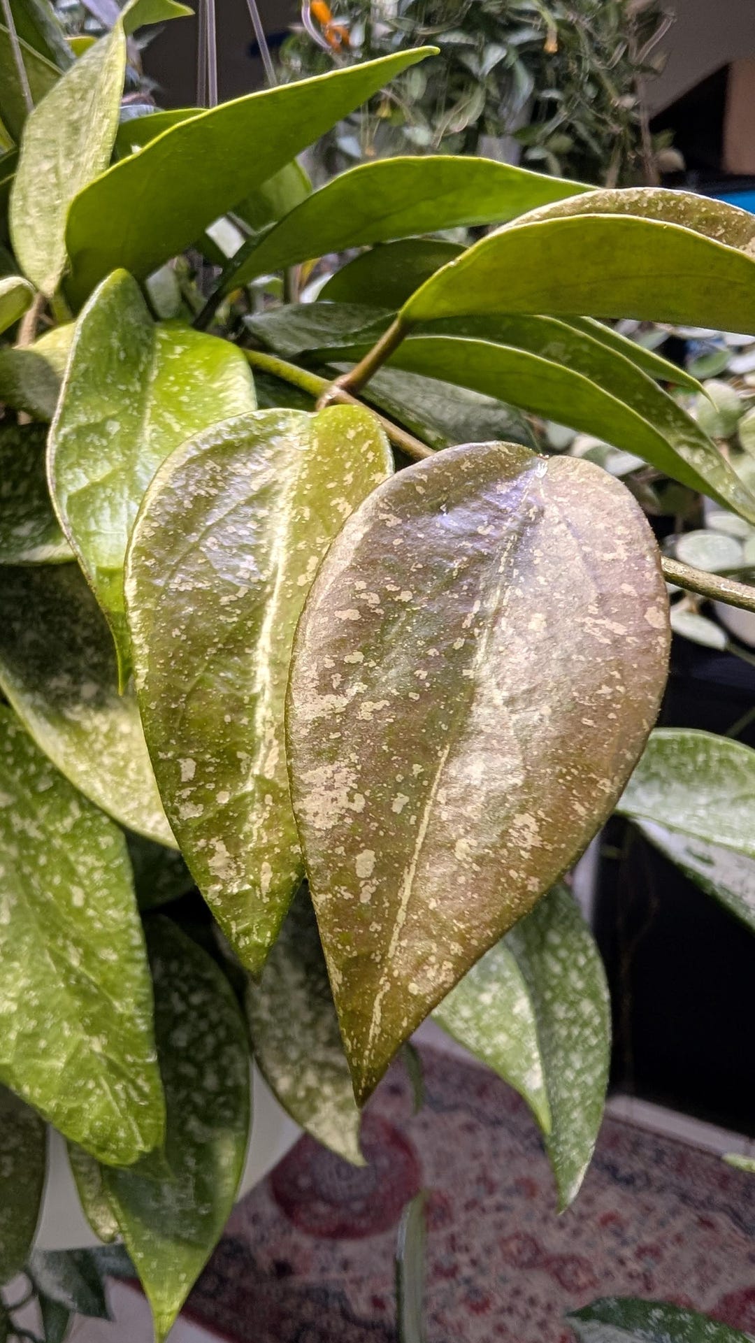 Hoya (memoria X Collina IR26) - Rare Hybrid Plant - Etsy