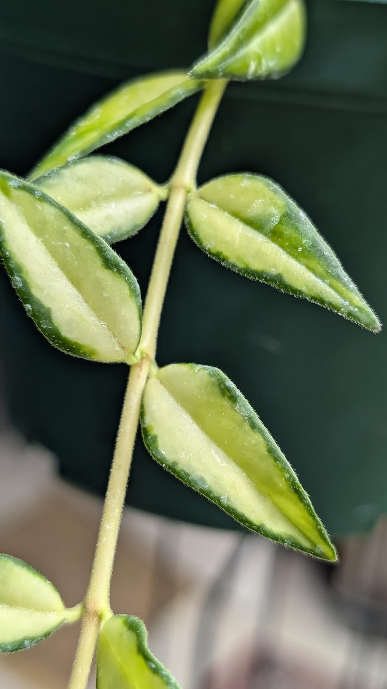 Hoya Bella 'luis Bois' | Rare Variegated Houseplant - Etsy