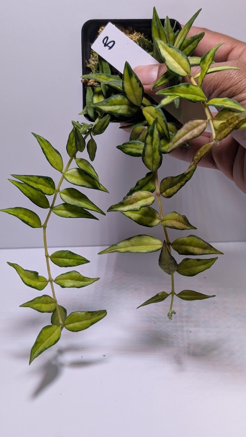 Hoya Bella 'luis Bois' | Rare Variegated Houseplant - Etsy