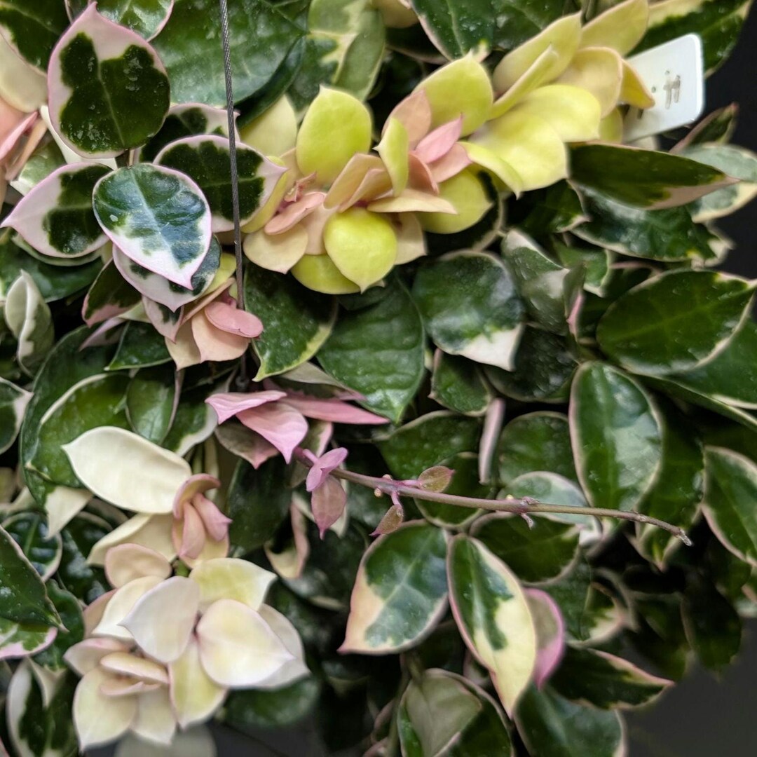 Crazy Colors! Hoya Lacunosa Asami - Etsy