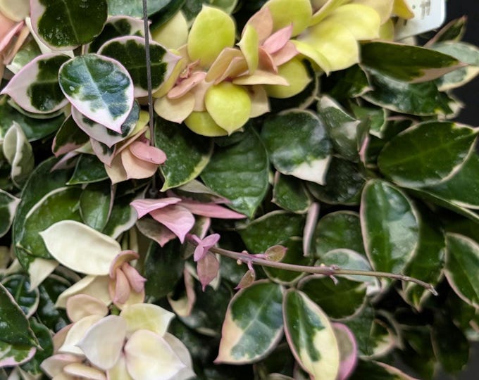 E0394 Rare Hoya Lacunosa Tiger Skin Rooted - Etsy