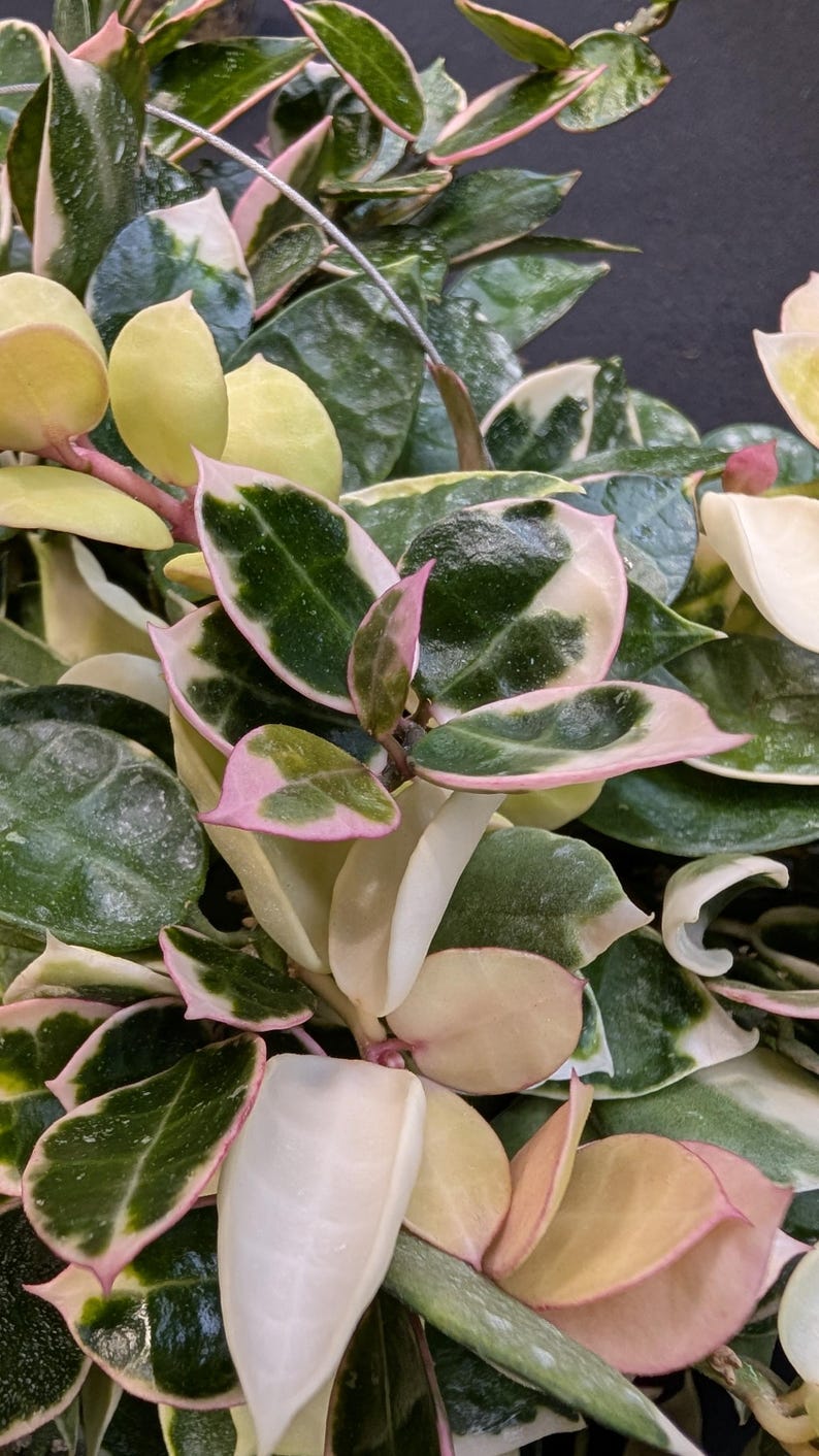 Hoya Lacunosa Asami | Crazy Colors | Rare Collector Hoya Plant - Etsy