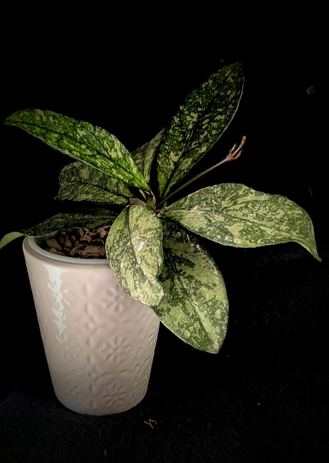 Hoya Crassipetiolata Splash - Etsy