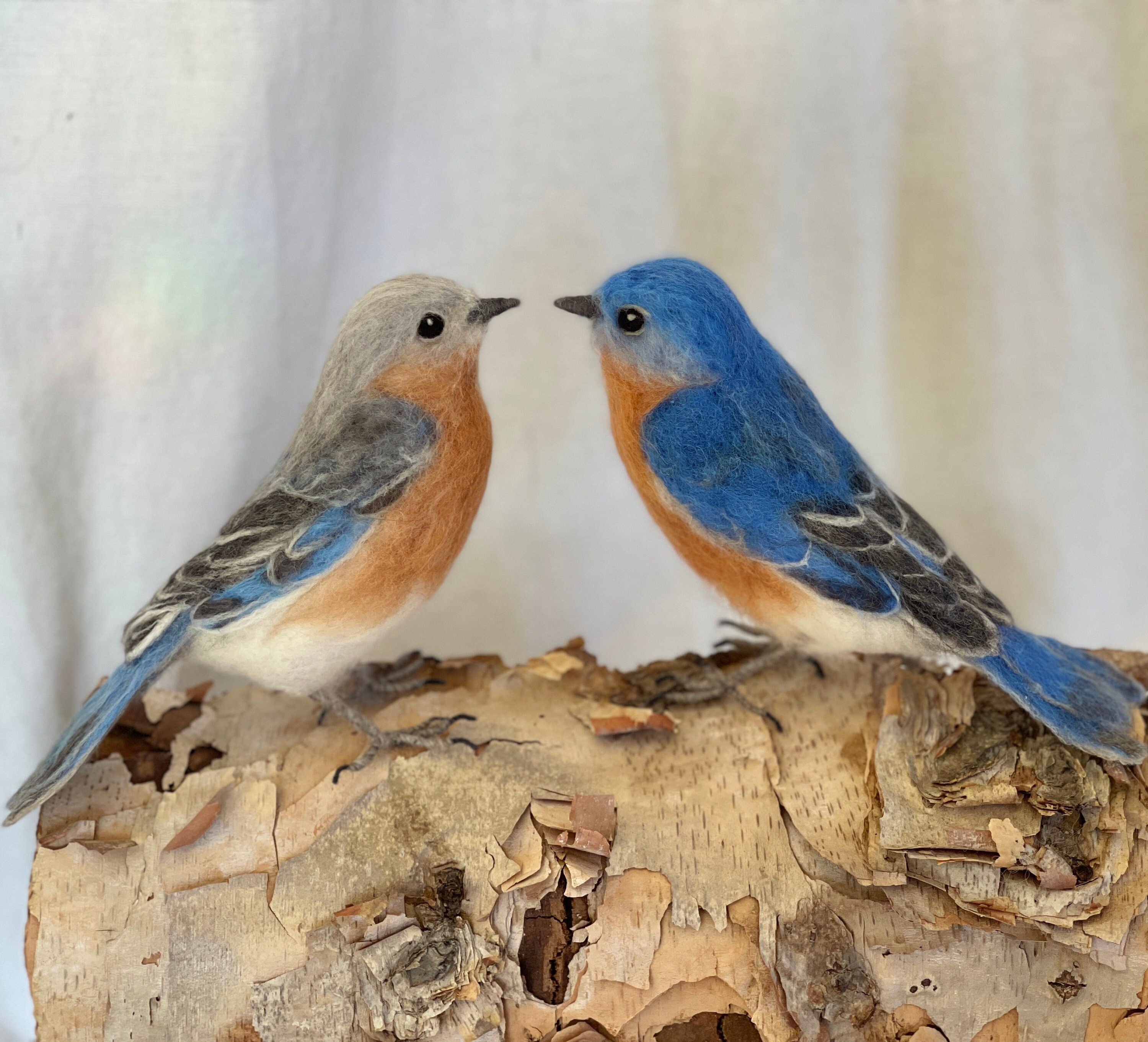 Eastern Bluebird