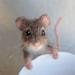 Needle Felted Mouse, Poseable Realistic Life Sized MADE TO ORDER - Etsy