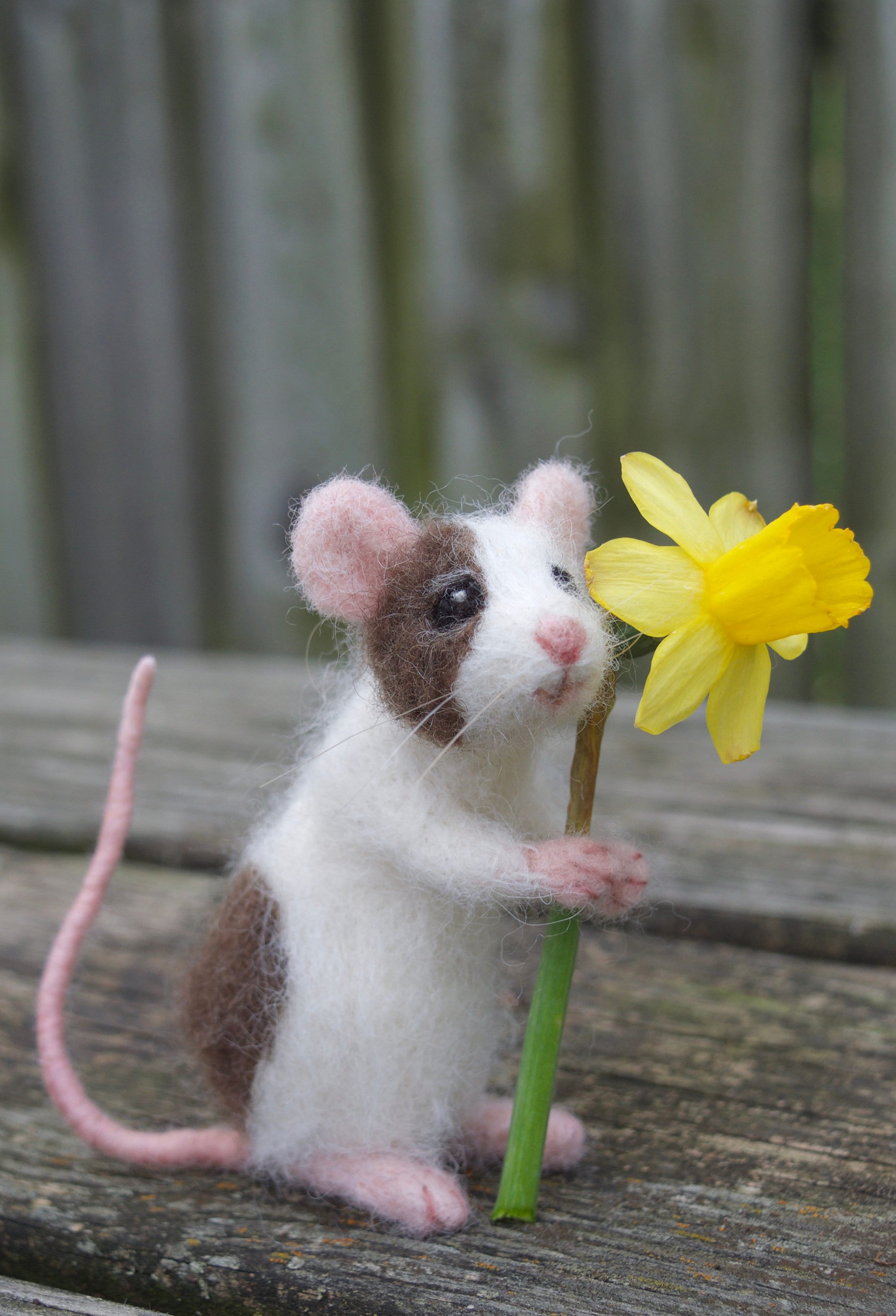 Cute Baby Mouse Animal