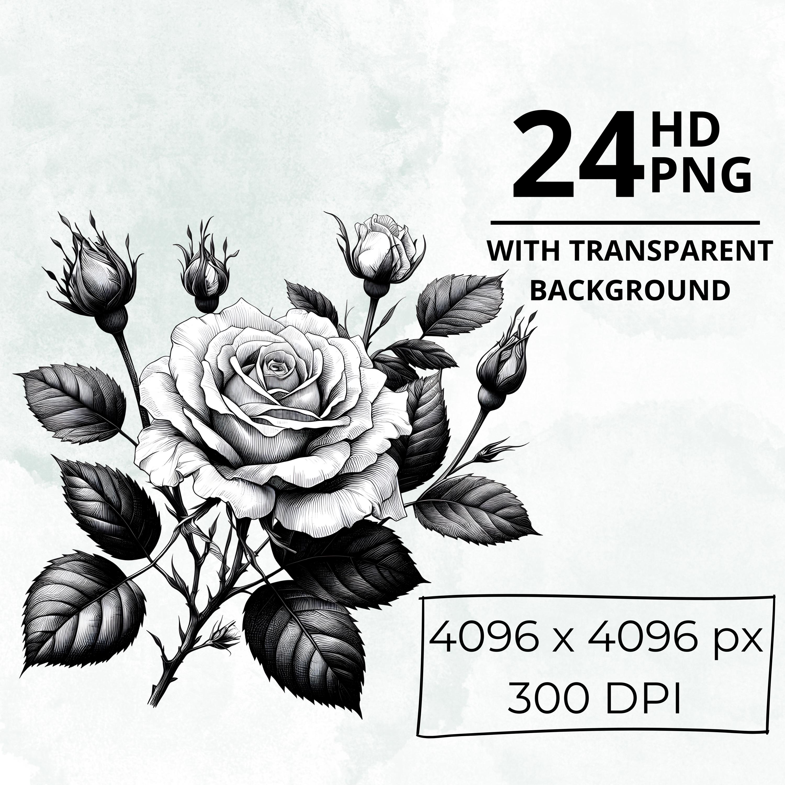 24 Watercolor Black Line Rose Clipart Bundle, Watercolor Clipart, PNG ...