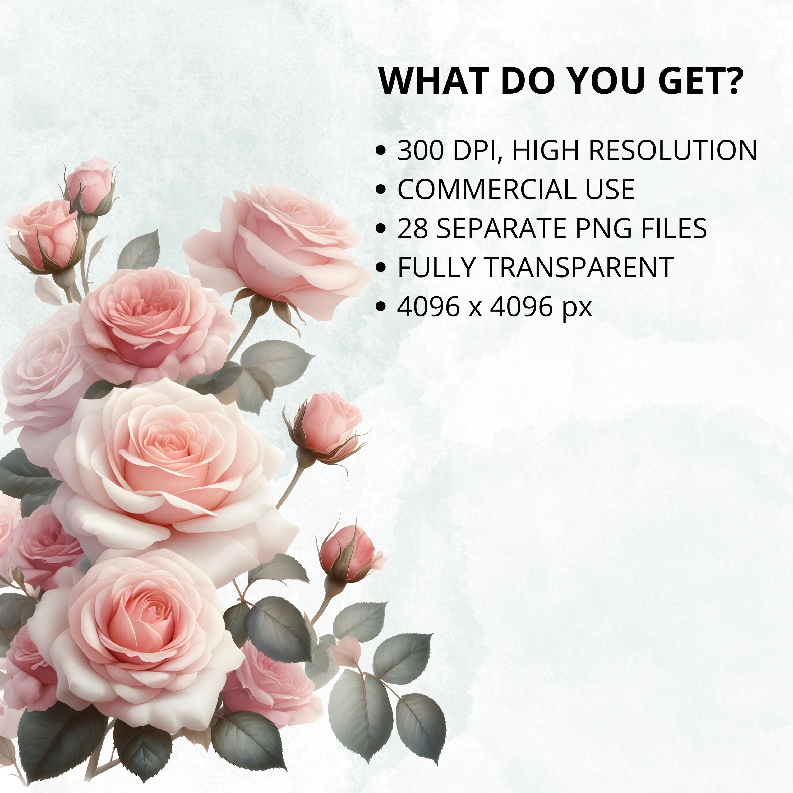 Blush Pink Rose Border Clipart Collection, 28 Watercolor Pngs for ...