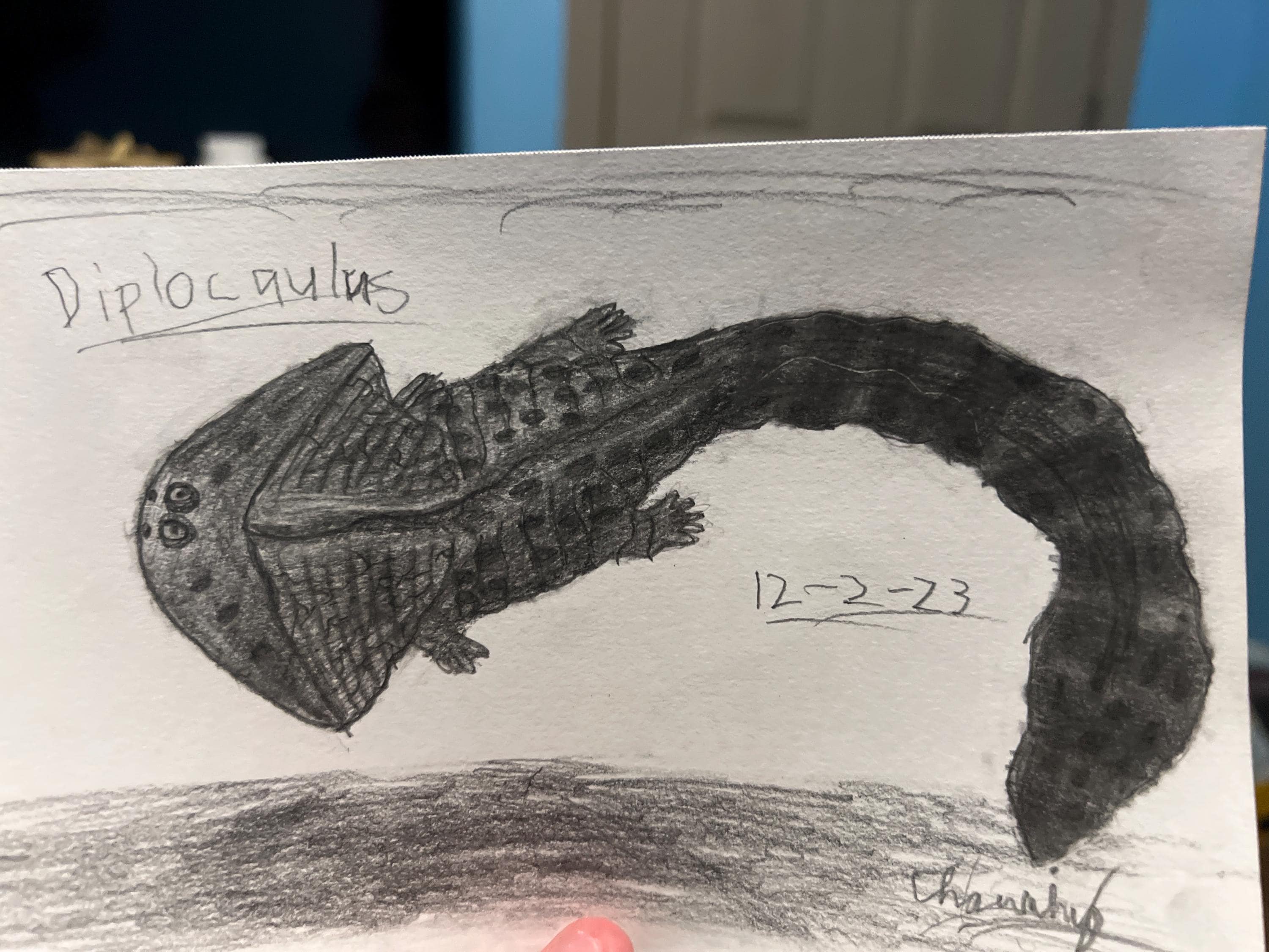 Swimming Diplocaulus Pencil Drawing - Etsy