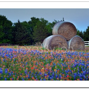 Texas Wildflower Bluebonnets Paintbrush Hay Bales Original Photograph ...