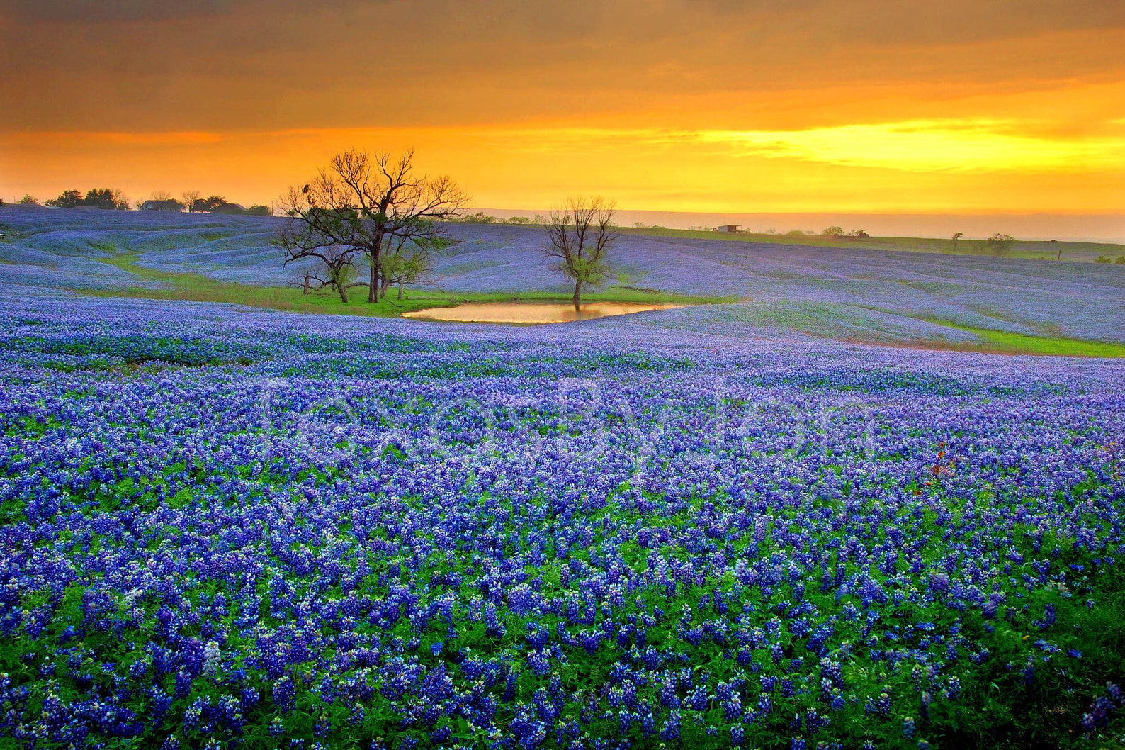 Texas Springtime Sunset Vista Bluebonnets Field Pond Original - Etsy
