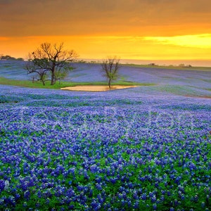 Texas Springtime Sunset Vista Bluebonnets Field Pond Original ...