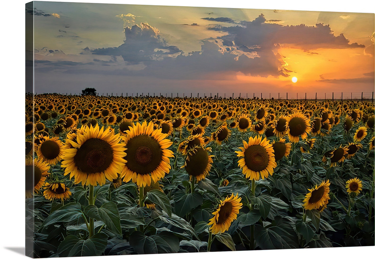 Texas Sunflower Original Photograph Canvas Art Wild Flowers - Etsy