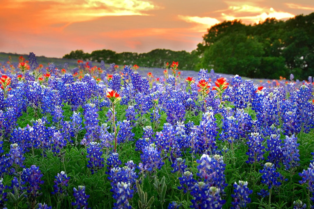 Texas Bluebonnets Springtime Sunset Vista Paintbrush Original ...