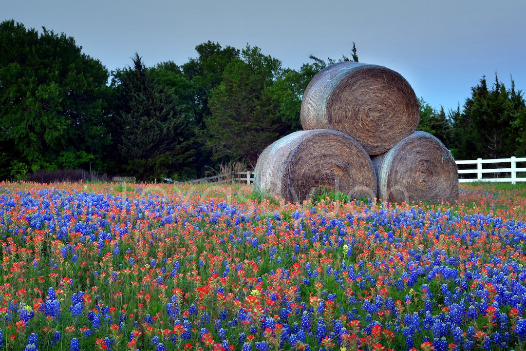 Texas Wildflower Bluebonnets Paintbrush Hay Bales Original Photograph ...