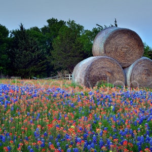 Texas Wildflower Bluebonnets Paintbrush Hay Bales Original Photograph ...