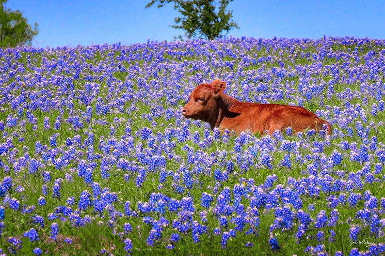 Texas Springtime Bluebonnets Calf Original Photograph Canvas - Etsy