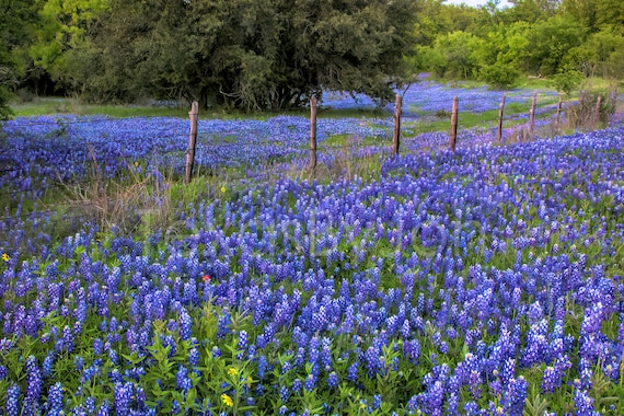 Texas Springtime Bluebonnets Fence Original Photograph - Etsy