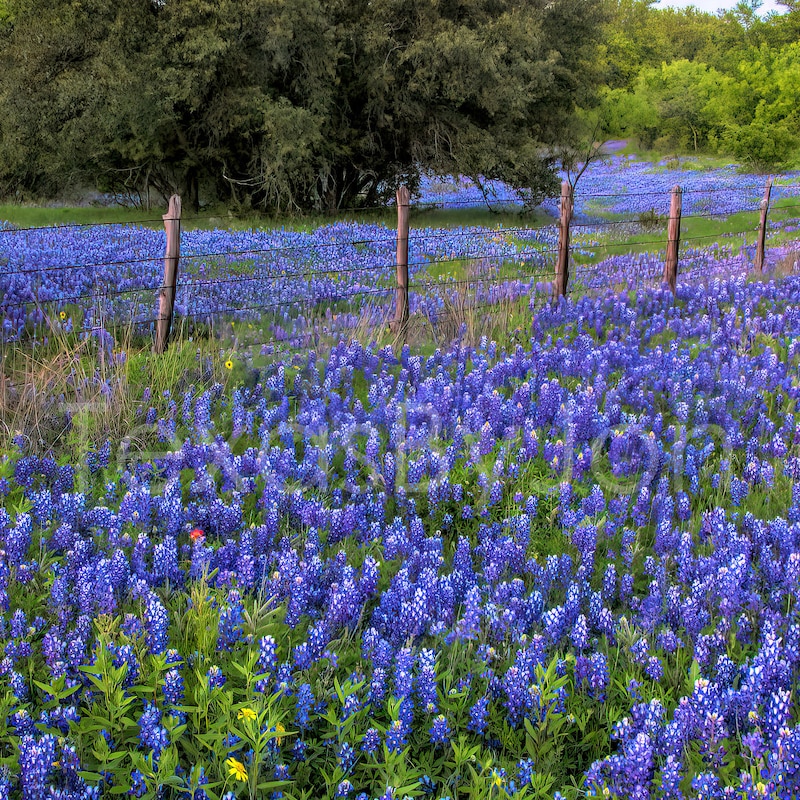 Bluebonnet Art - Etsy