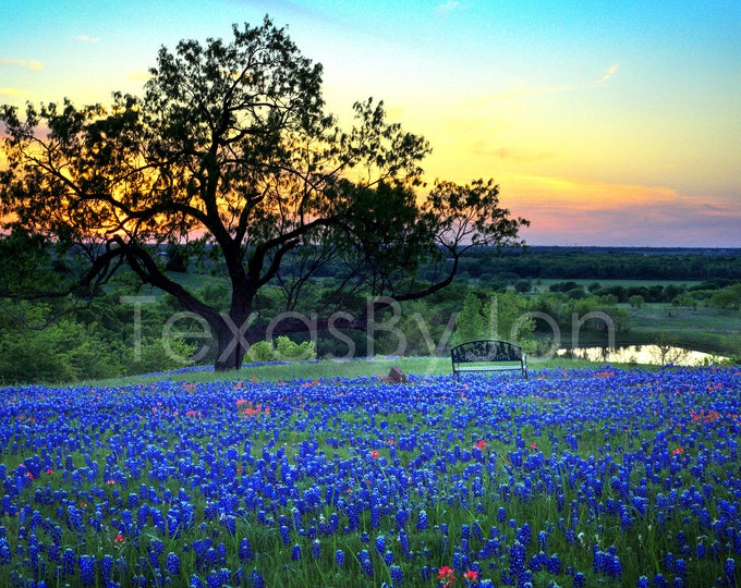 Texas Bluebonnets With Flowers-stained Glass Styled Sign, Bluebonnet ...