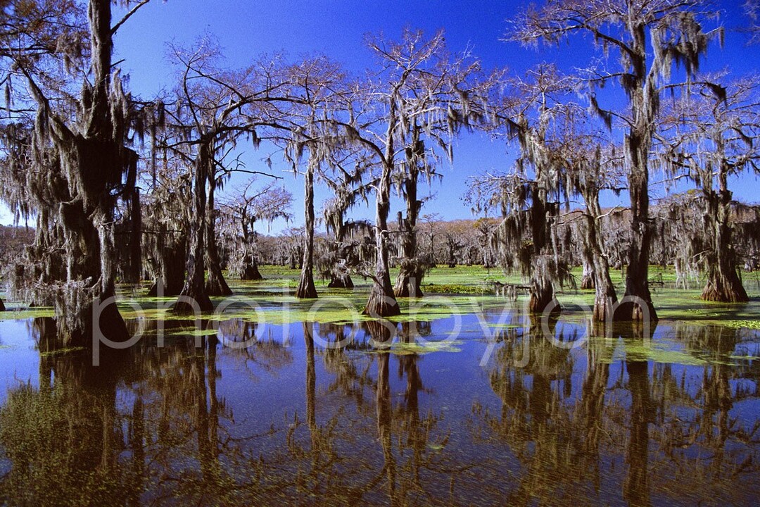 Fantasy Forest - 8x12 Signed Original Photograph, Caddo Lake Cypress ...