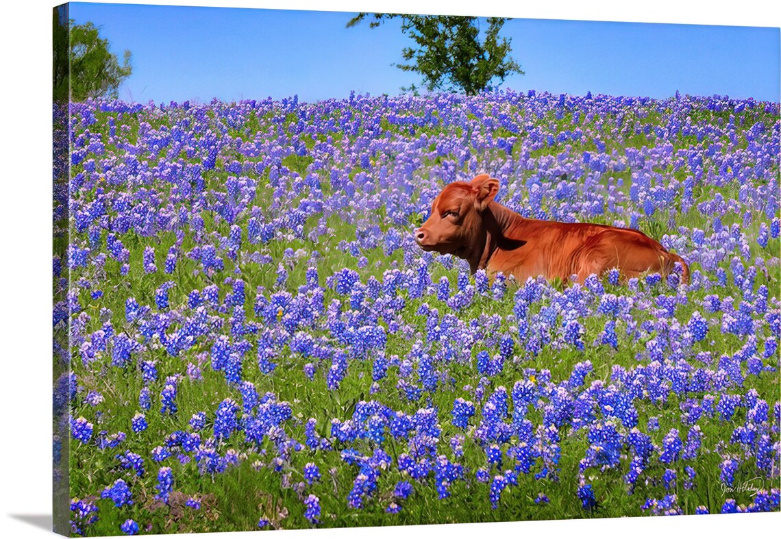 Texas Springtime Bluebonnets Calf Original Photograph - Canvas Art Wild ...