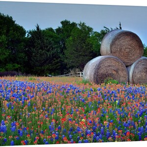 Texas Wildflower Bluebonnets Paintbrush Hay Bales Original Photograph ...