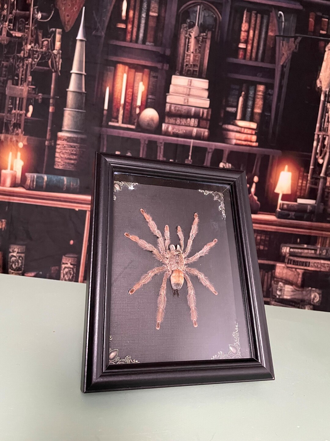 Spider Specimens Grammostola Pulchripes - Etsy