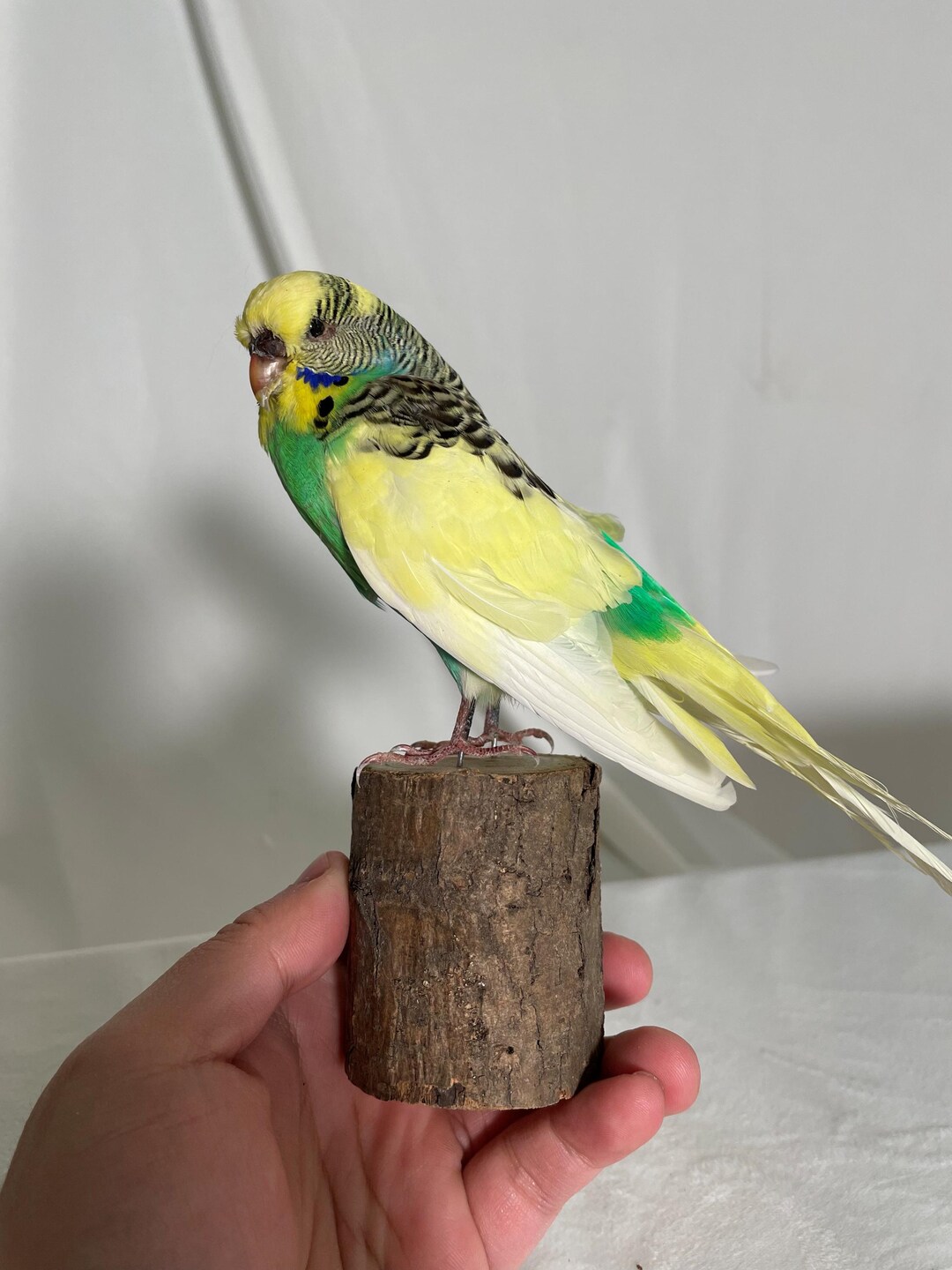 Melopsittacus Undulatus Specimen, Parrot Specimen, 1:1 Real Parrot ...