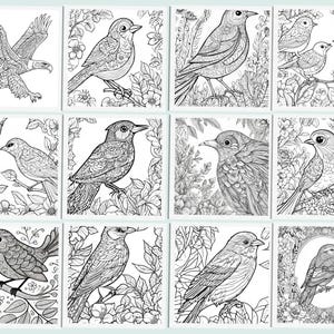 70 Printable Bird Coloring Pages: A Collection of Diverse Birds for All ...