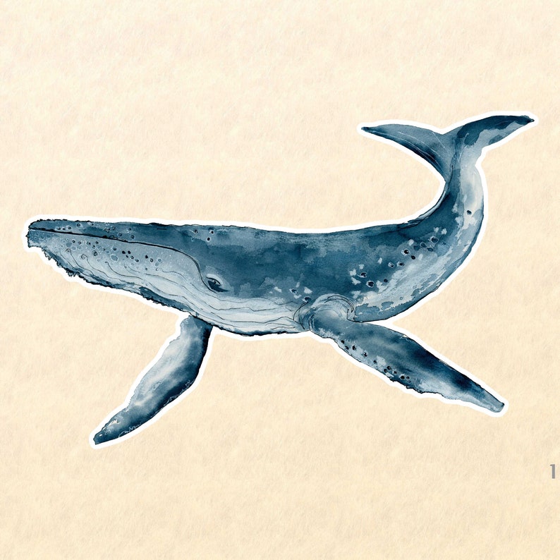 Whale Stickers Sea Life Stickers Wildlife Stickers Humpback | Etsy