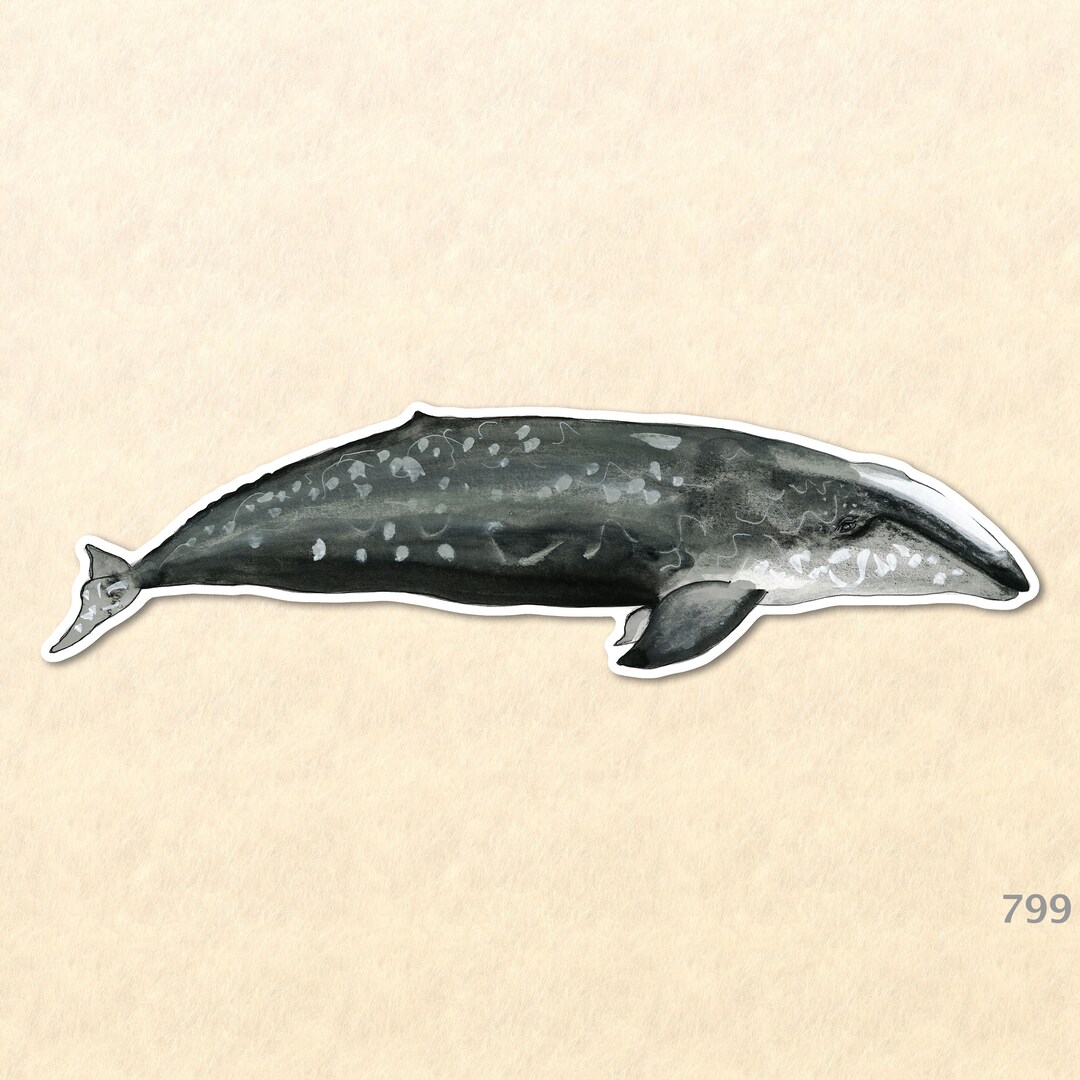 Whale Sticker Gray Whale Sticker Sea Life Sticker Nautical Sticker ...