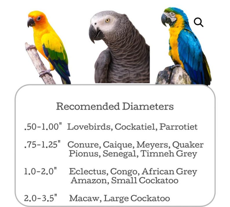 Manzanita Wood Single Bird Perch Natural Parrot Perches Aviary Decor ...