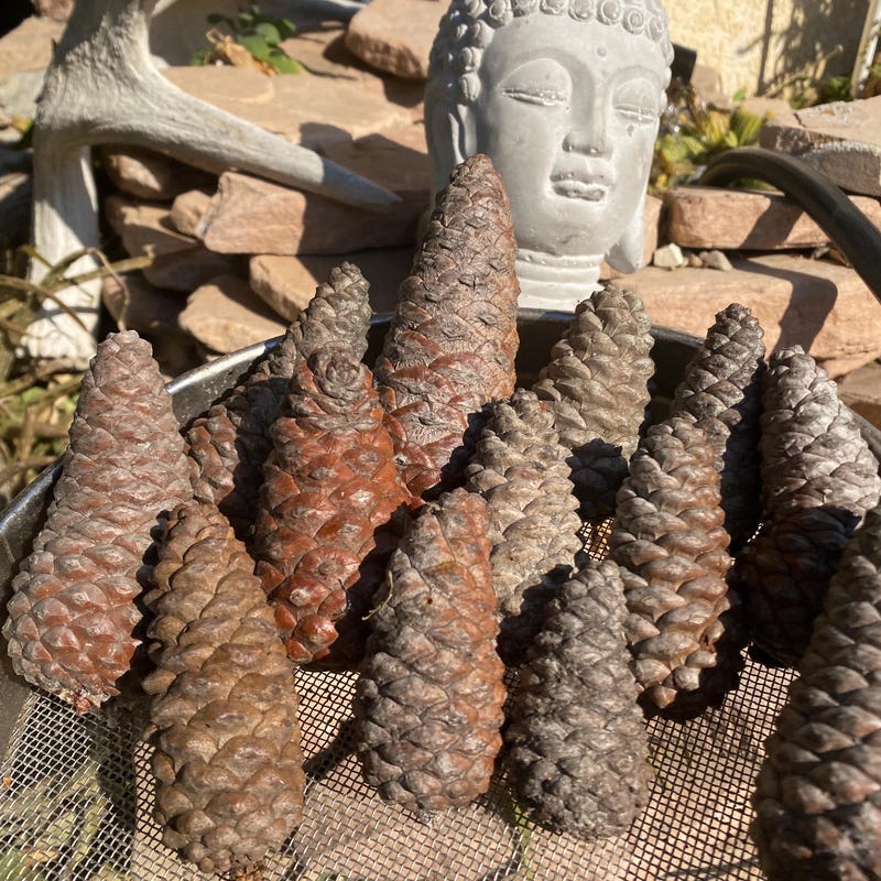 Pinecone Crafts - Etsy