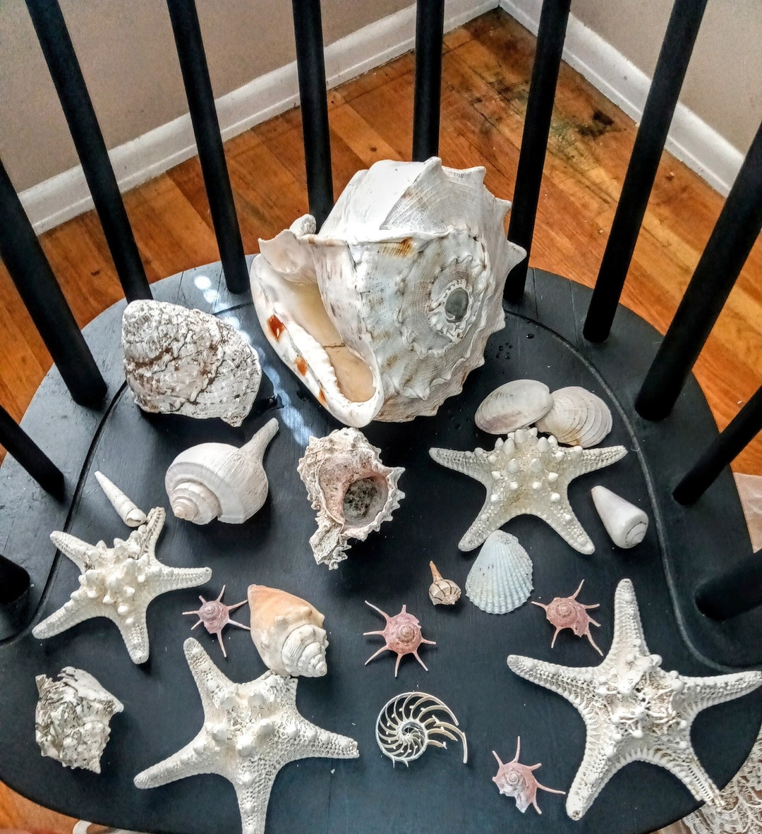 Assorted Seashells Preserved Starfish, Marine Clams ocean Shells From ...