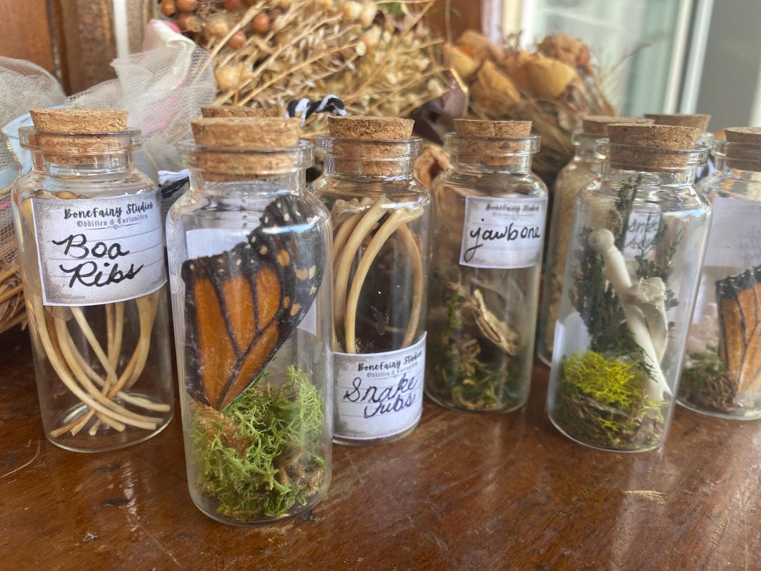 Bottled Oddities, Butterfly Wing Curio Jar, Snake Bones in Glass Jar ...